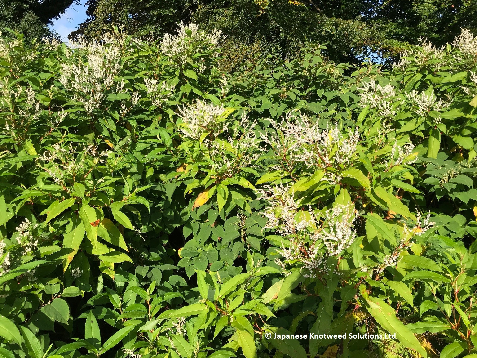 How to Tell Between Different Types of Knotweed in UK - Japanese ...