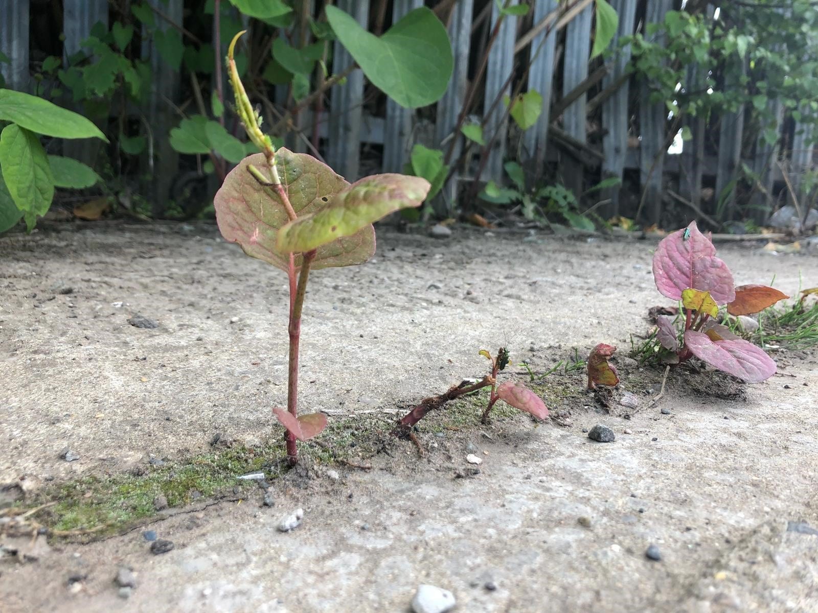 Financial Implications of Japanese Knotweed - JKSL