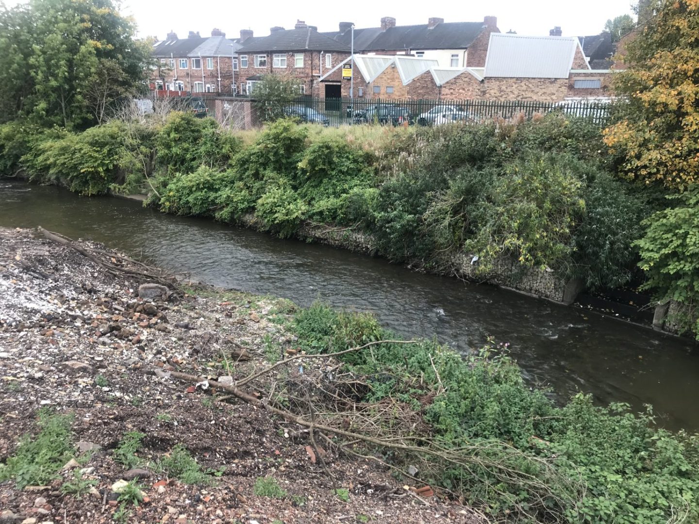 Japanese knotweed Management Plan - JKSL