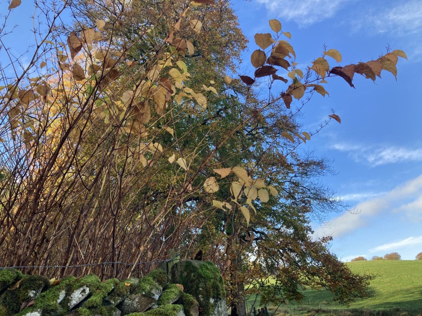 Grants and Funding to Remove Japanese Knotweed - JKSL