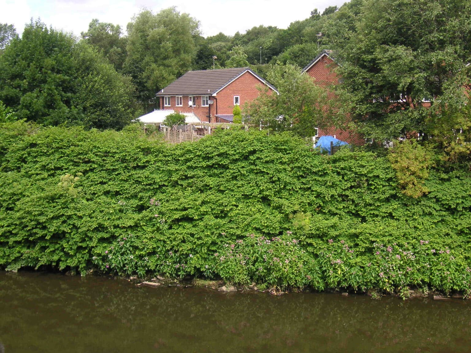 Japanese Knotweed MeshTech Treatment - JKSL
