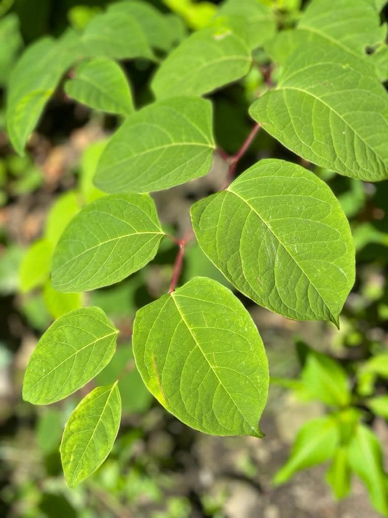 Japanese Knotweed Specialists | Knotweed Removal Services