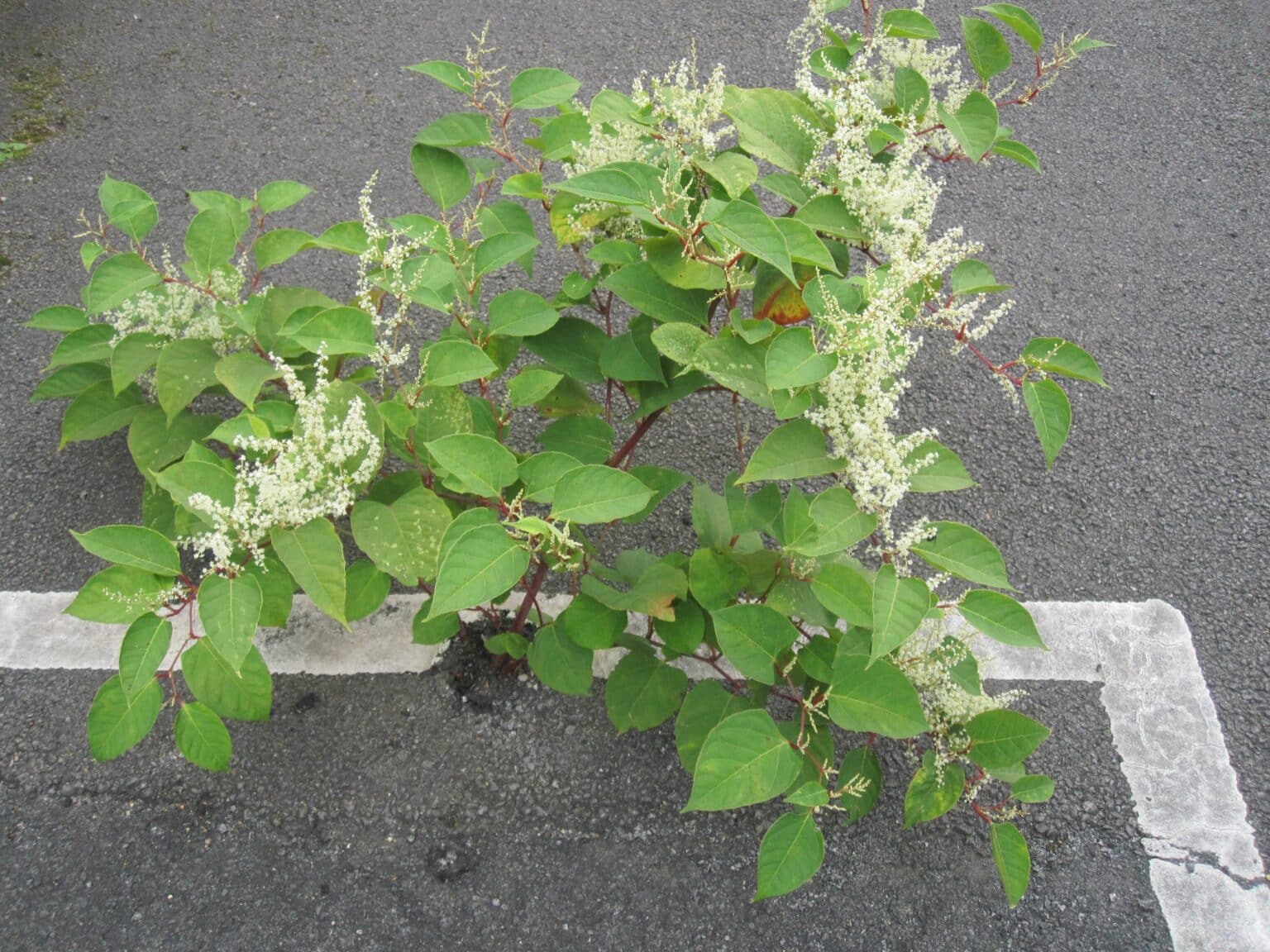 Japanese Knotweed Treatment - JKSL