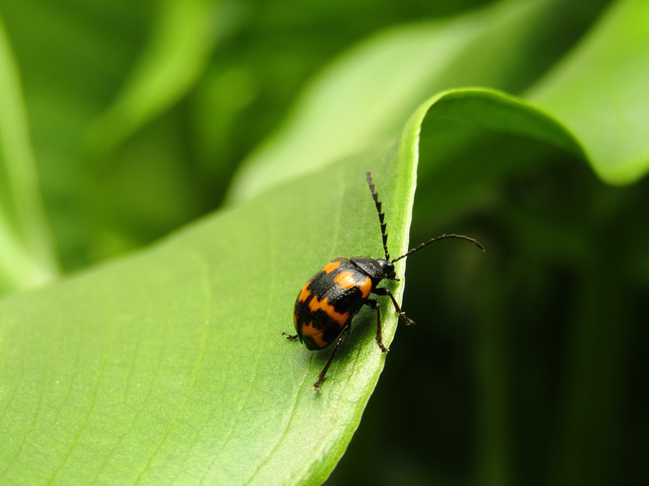 Comparing Japanese Knotweed to Common Lookalikes: How to Tell the ...