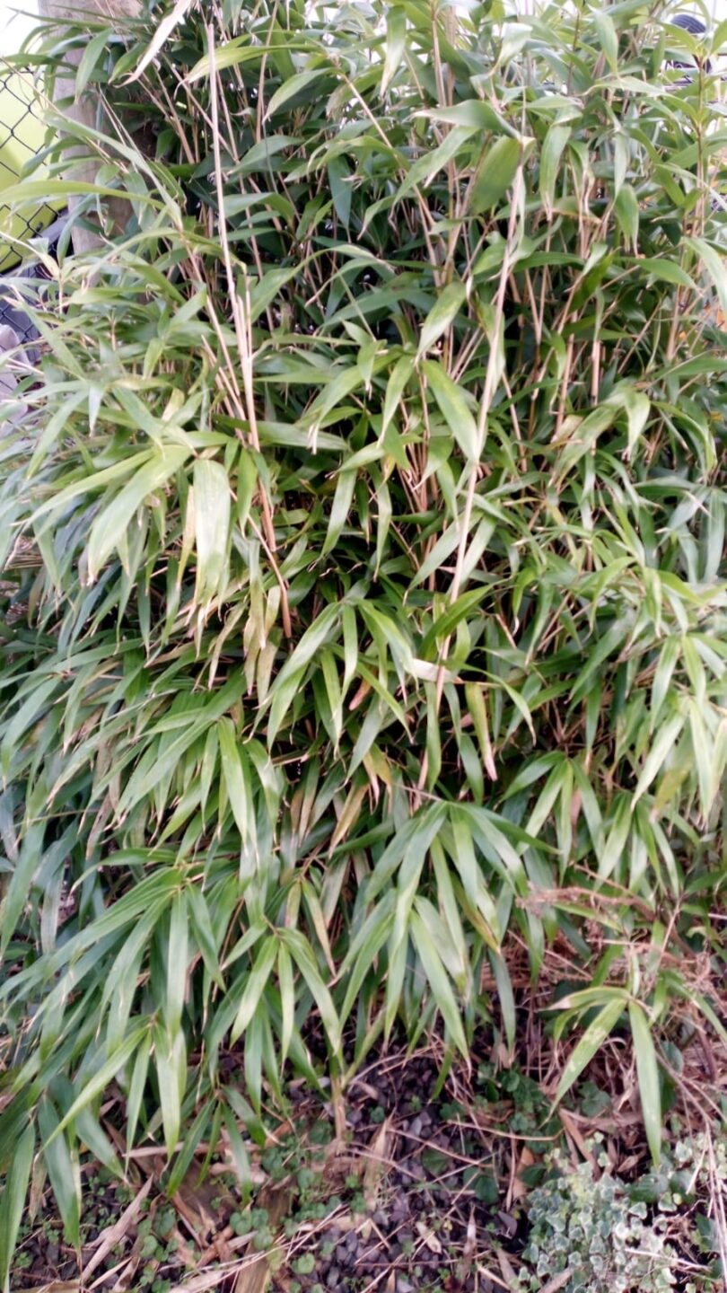 Japanese Knotweed Specialists | Knotweed Removal Services