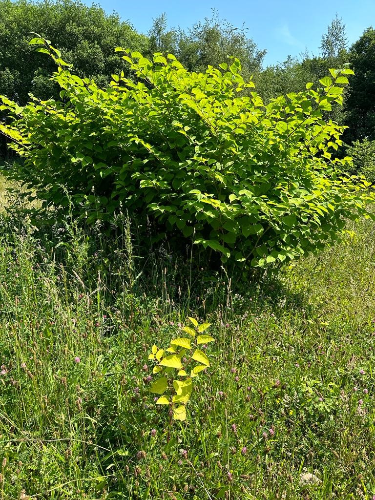 Japanese Knotweed Specialists | Knotweed Removal Services
