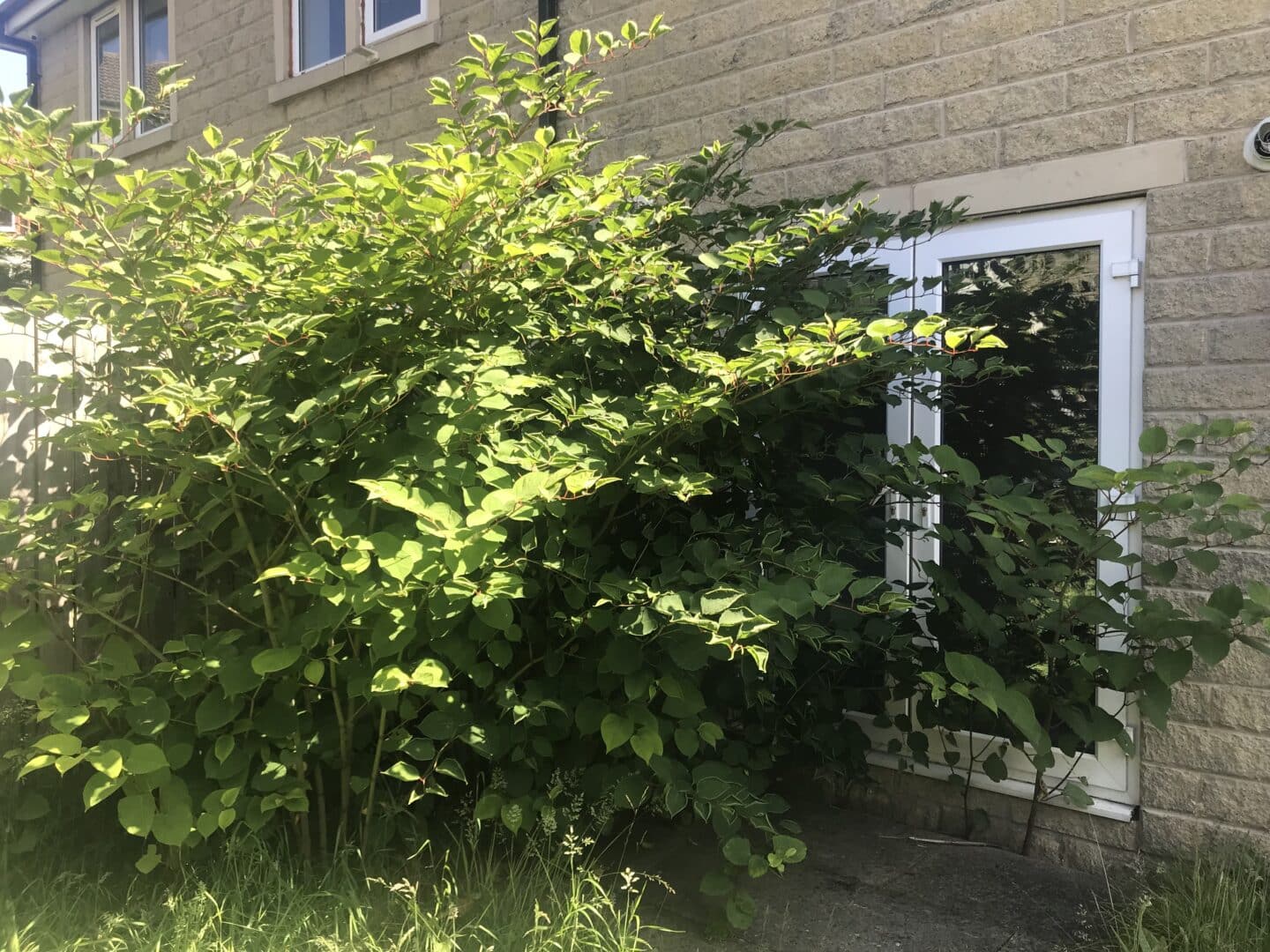 Financial Implications of Japanese Knotweed - JKSL